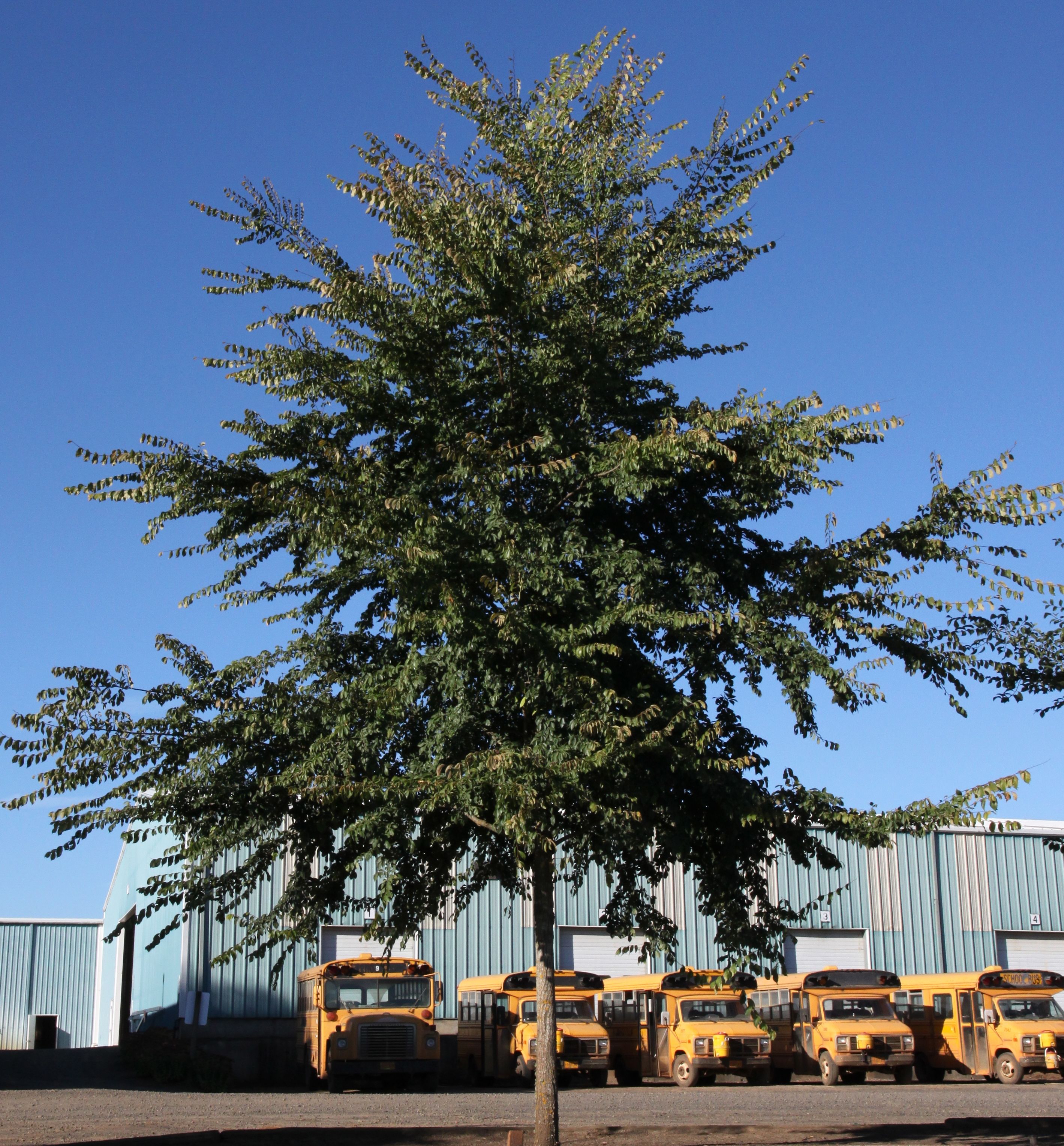 Frontier Elm | Natorp's Online Plant Store Frontier Elm | Natorp's Online Plant Store